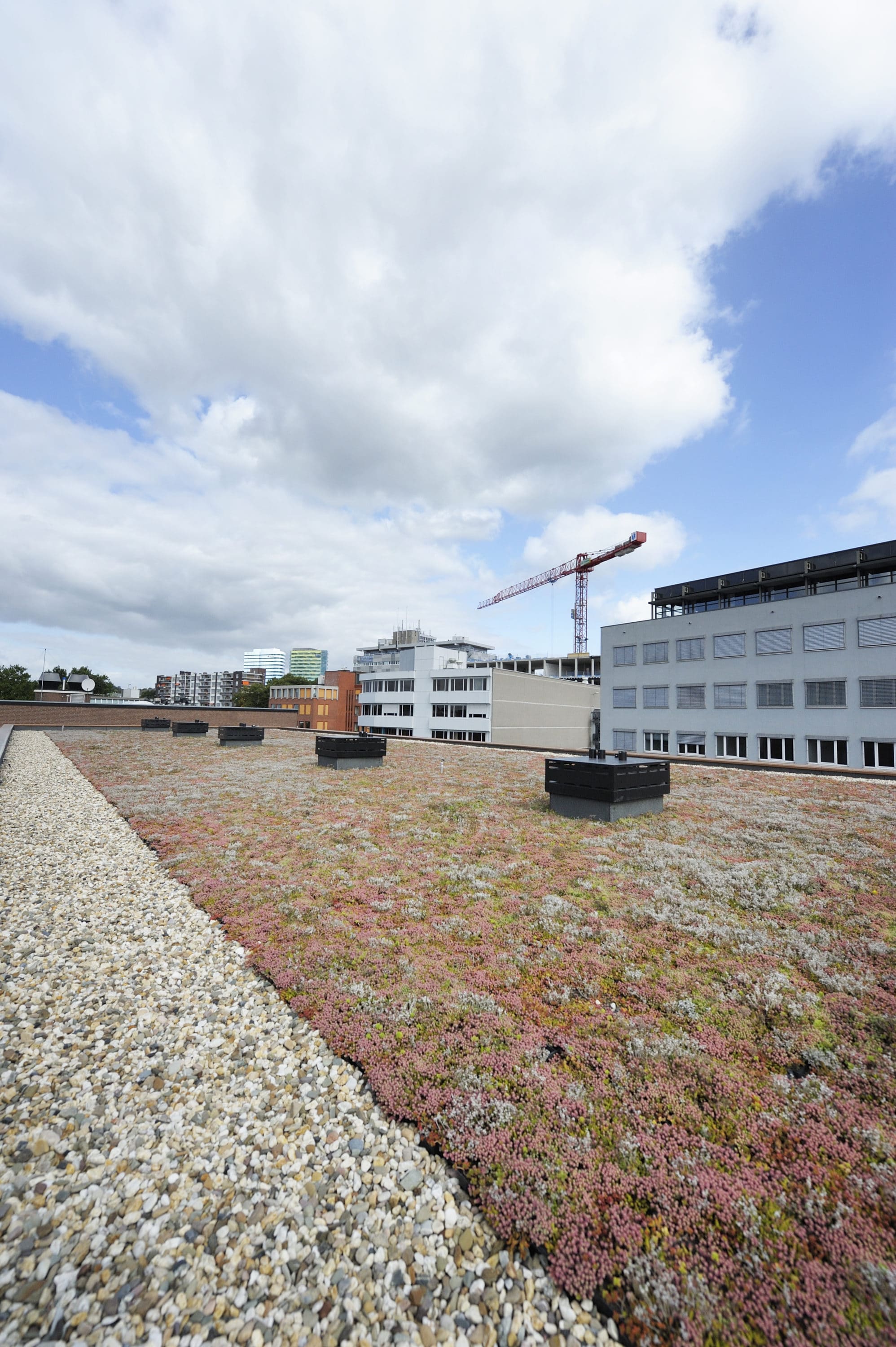 1,310 MobiRoof sedum cassettes with instant sedum planting - Mobilane 1,310 MobiRoof sedum cassettes with instant sedum planting - Mobilane