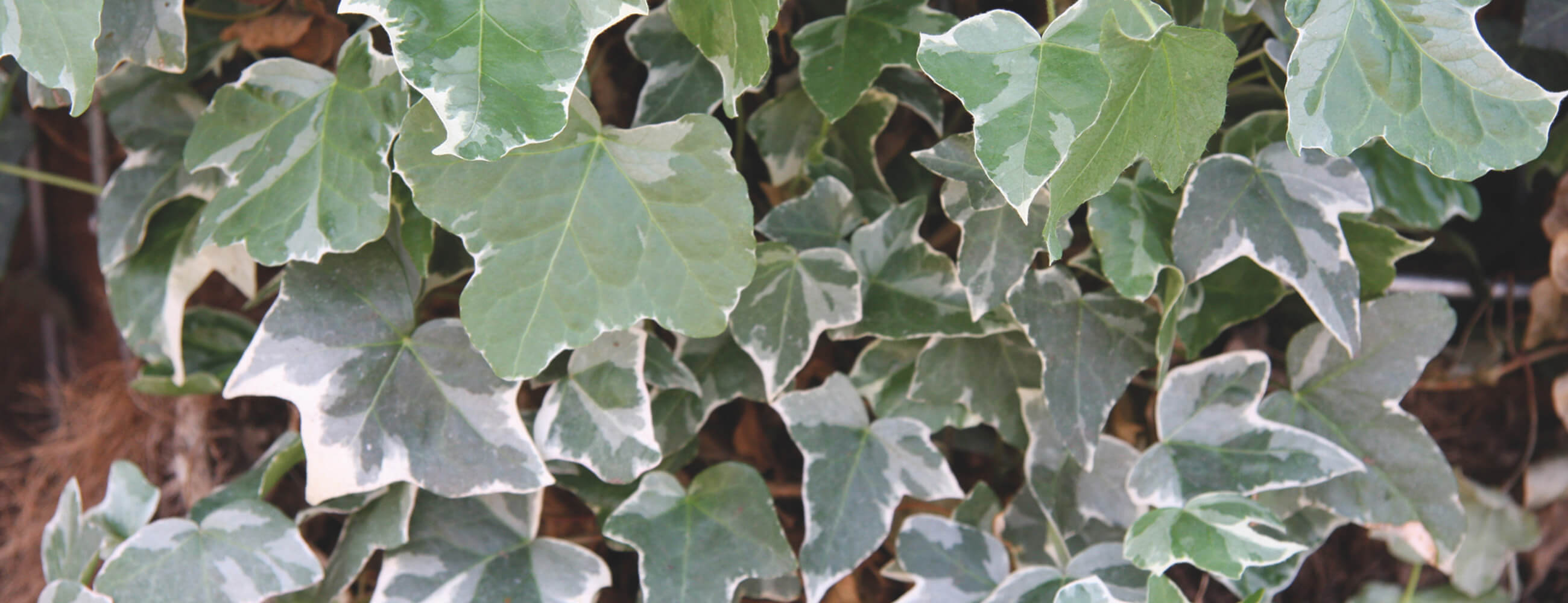 Mobilane Green Screen | An instant green hedge panel | Mobilane Global