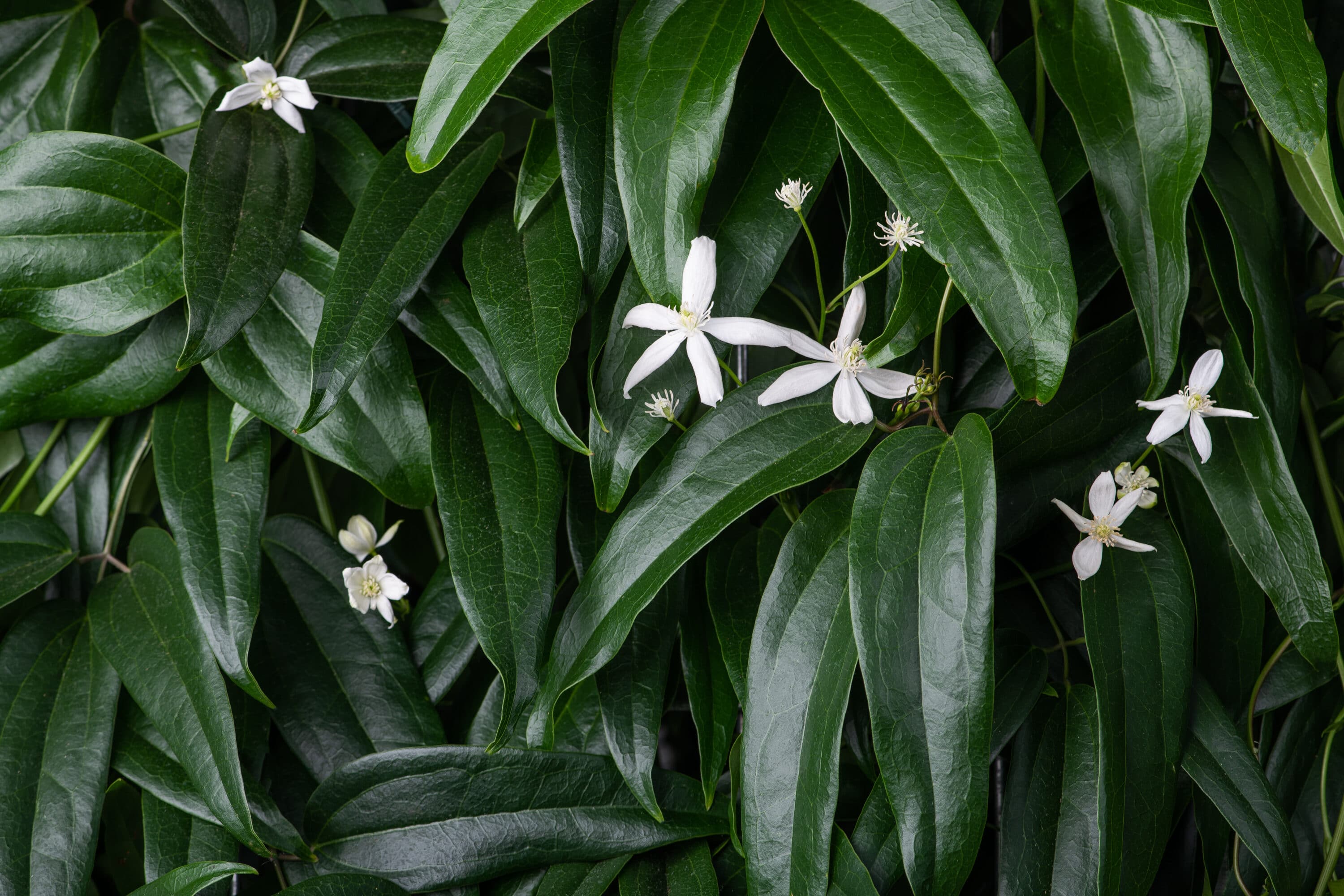 Mobilane Green Screen | An instant hedging screen | Mobilane