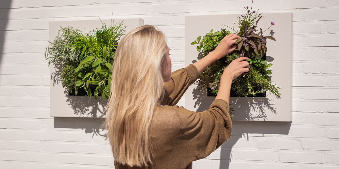 Een verticale kruidentuin met LivePicture GO - Mobilane