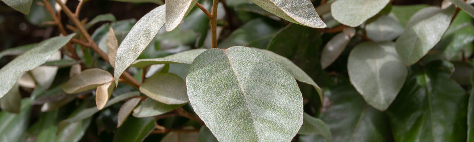 Mobilane introduces Green Screen Elaeagnus ebbingei - Mobilane