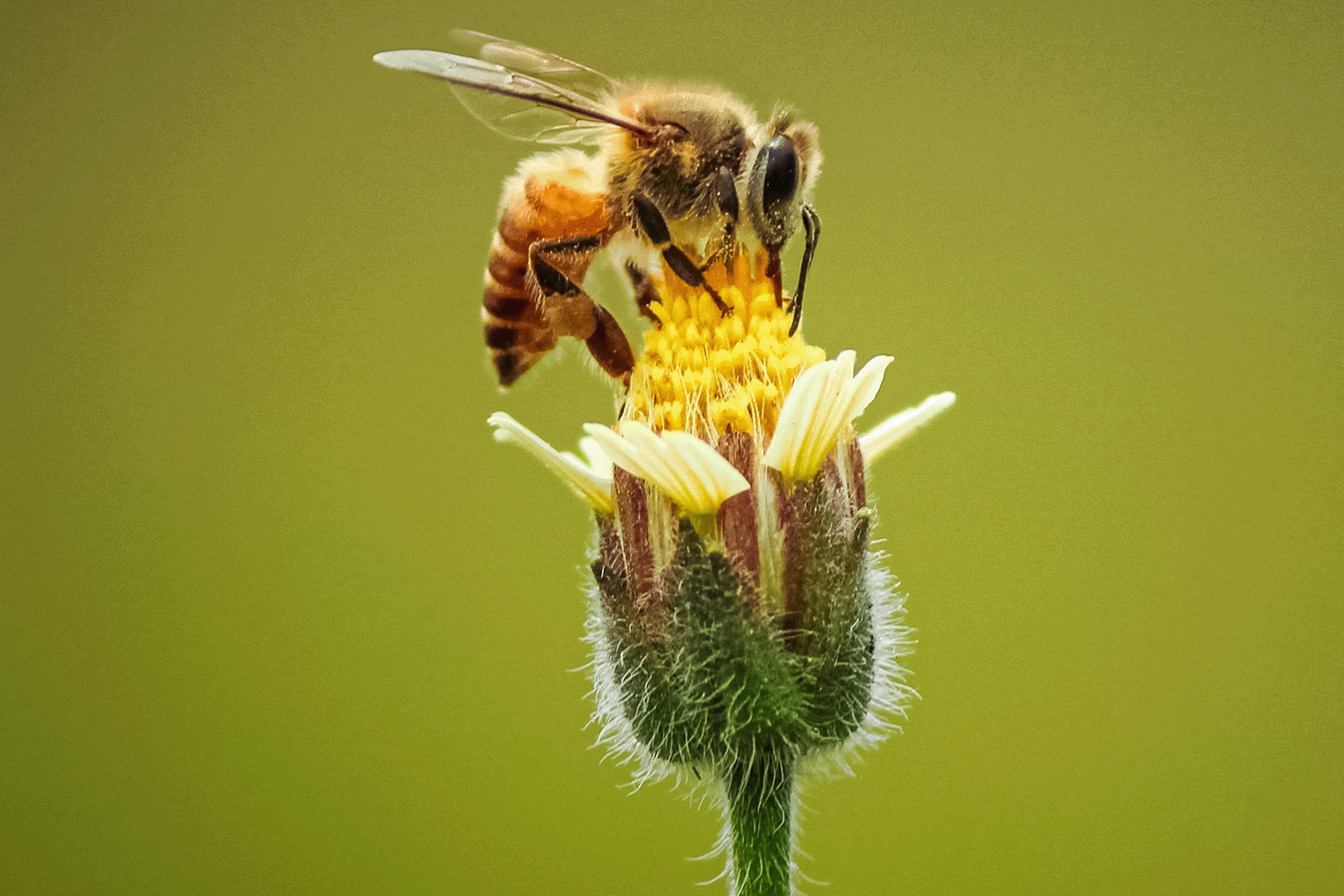 » Ecologist Karin Albers on the importance of wild bees for biodiversity