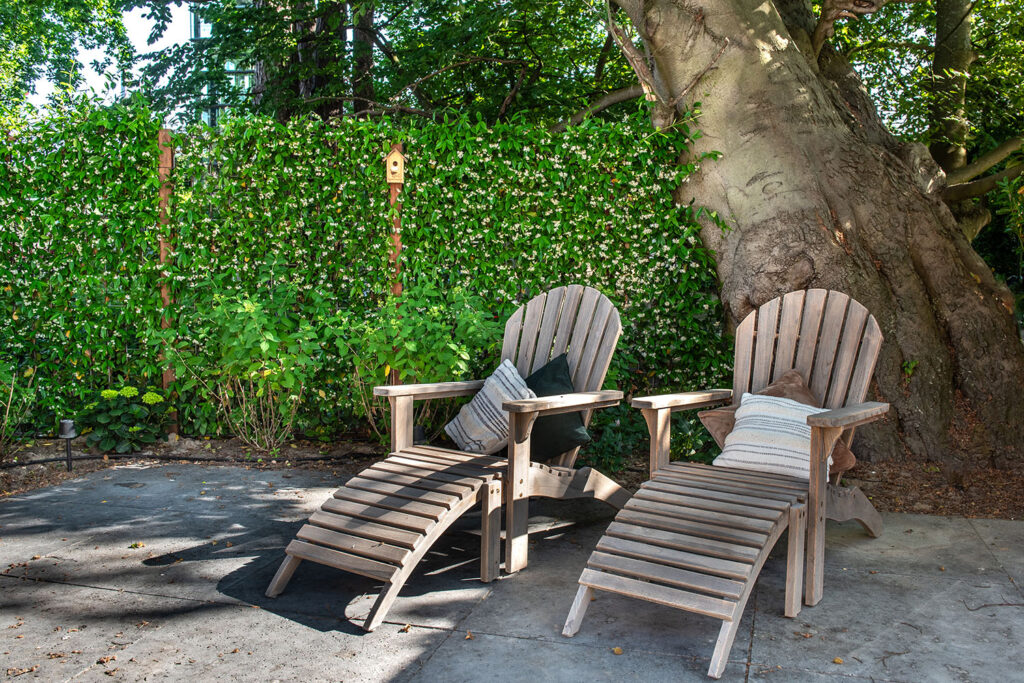 Green Screen Trachelospermum jasminoides Jasmine