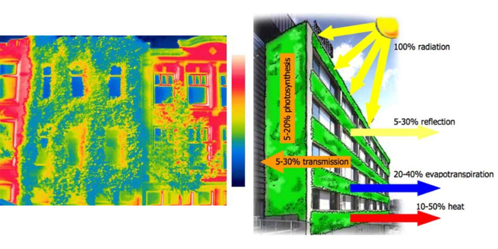 Cooling cities with green facades by S. Lenzholzer & M. Jimenez