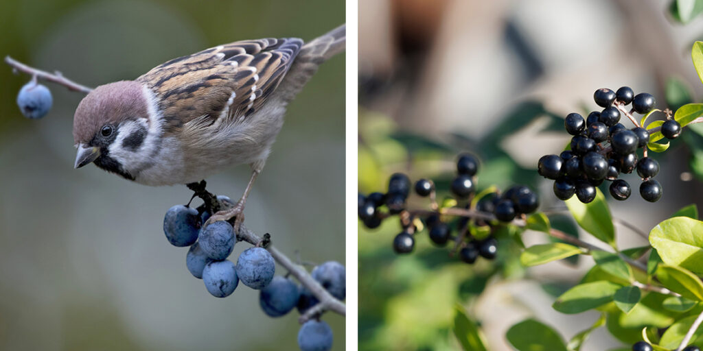 » What are native plant species and why are they important?