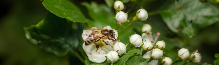 Mobilane’s green systems offer a ready-to-use solution | Mobilane